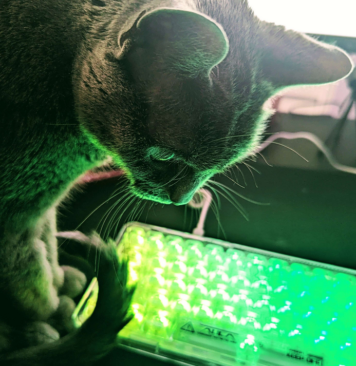 insect.christmas ʚïɞ