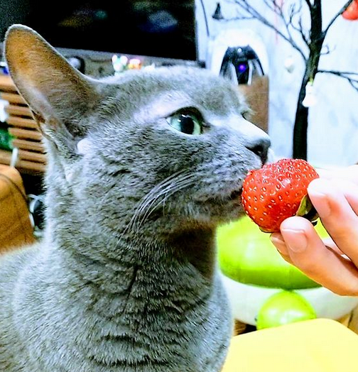 insect.christmas ʚïɞ